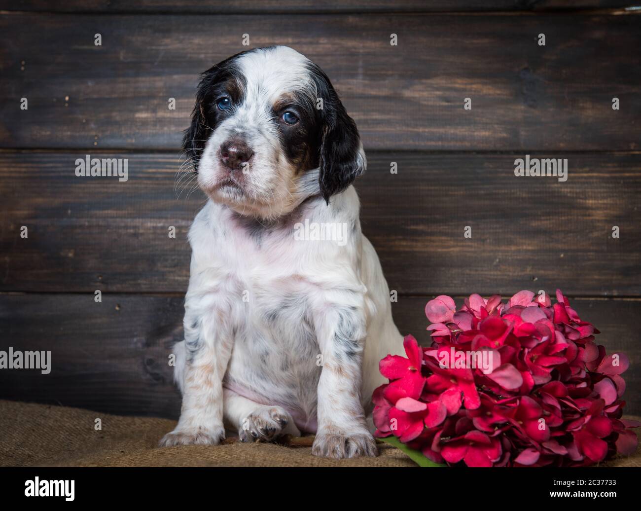 Brown English Setter Puppies