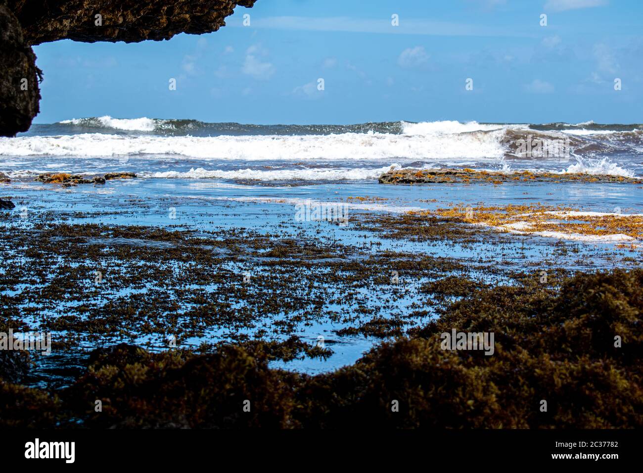 This is the rugged east coast of Barbados, where visitors come to ...