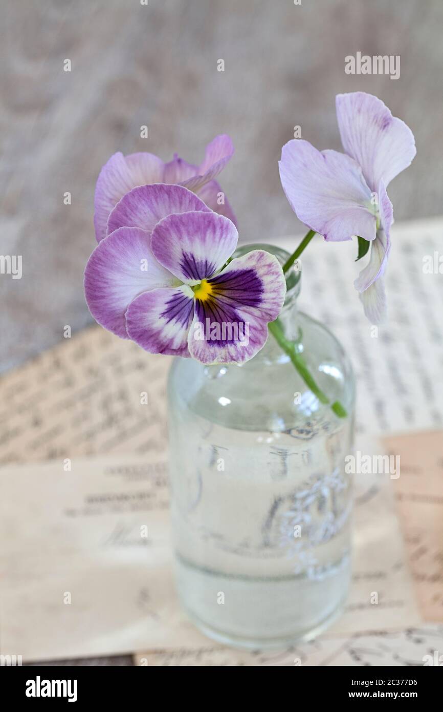 nostalgic still life with pastel purple pansie flowers in little bottle ...