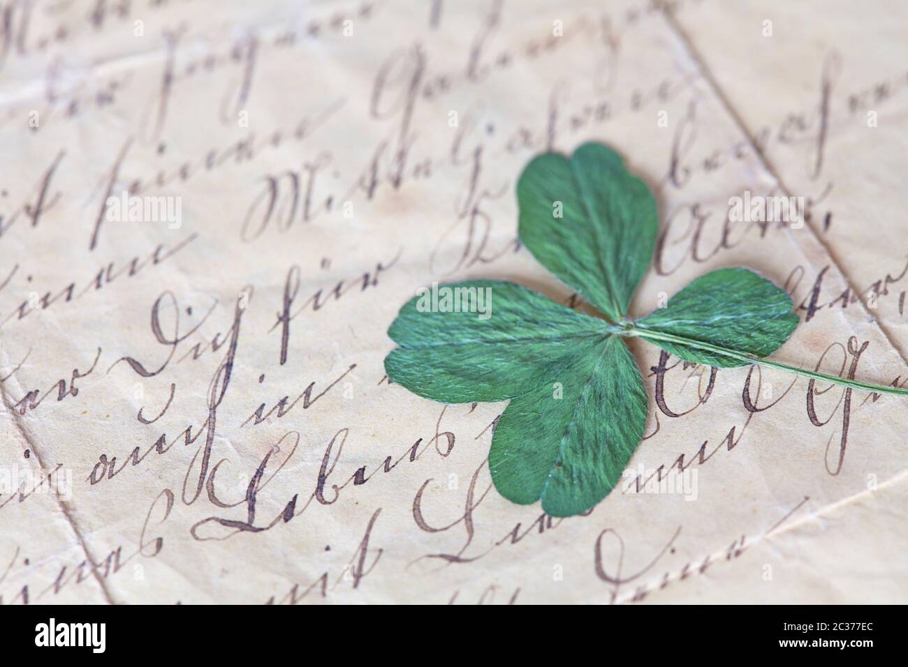 pressed four leave clover on an old handwritten letter Stock Photo - Alamy