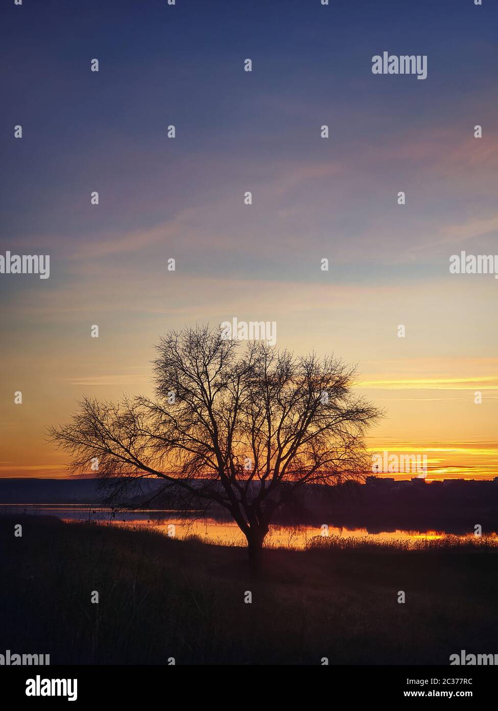 Bare tree silhouette against autumn sunset sky background. Idyllic ...
