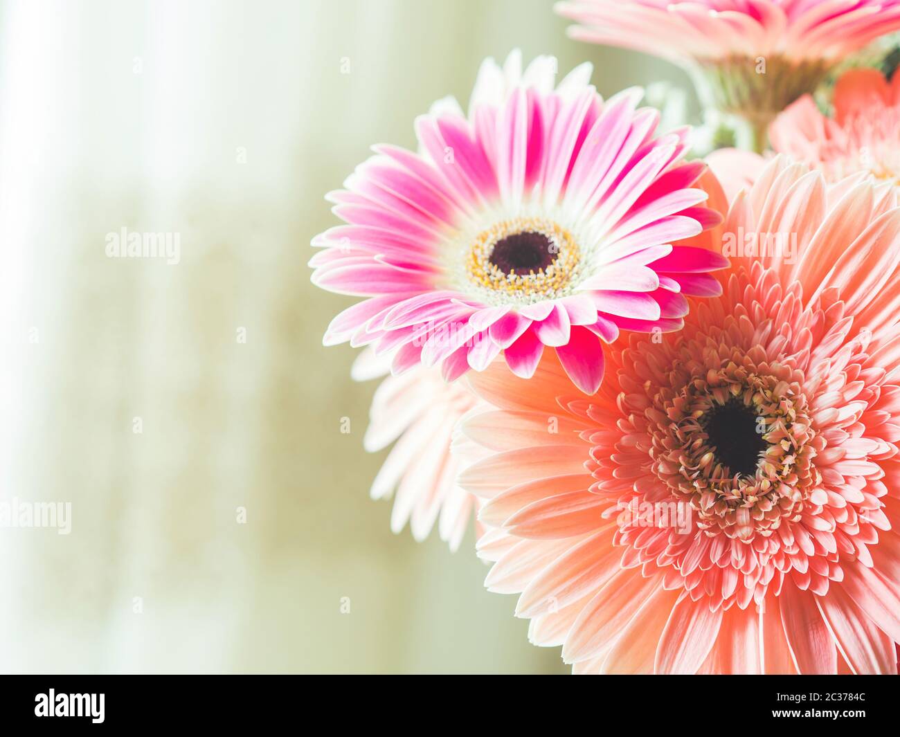 Pink gerbera daisy flowers bouquet Stock Photo - Alamy