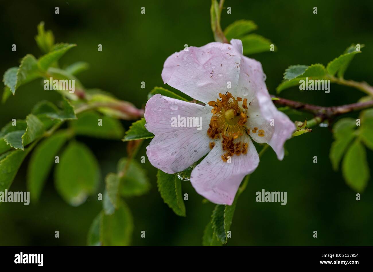 Close-up of a Wild Dog Rose, also known as Rosa Canina on a wet rainy ...