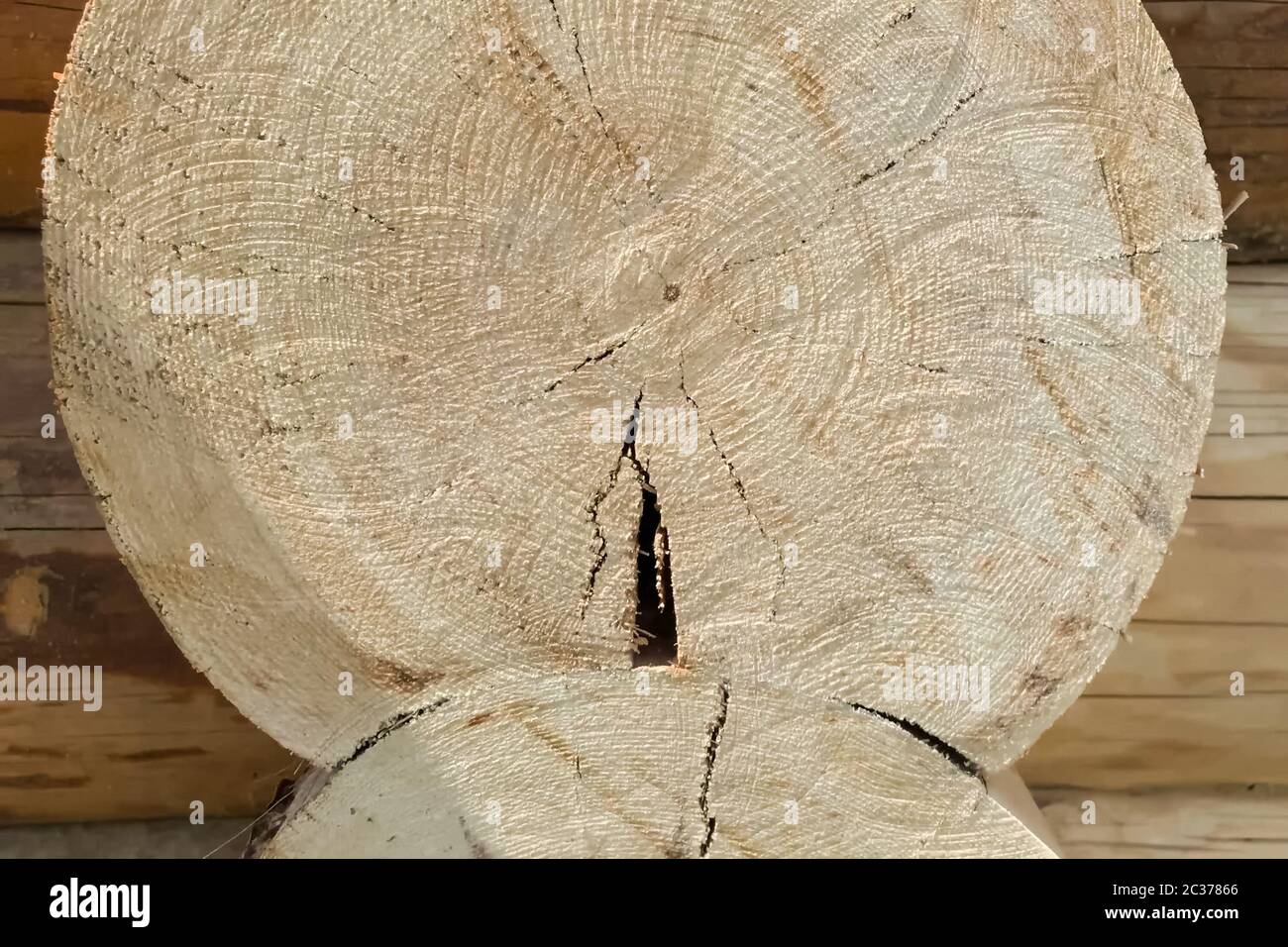 Pine log cut. Rings of wood. Wood construction Stock Photo - Alamy
