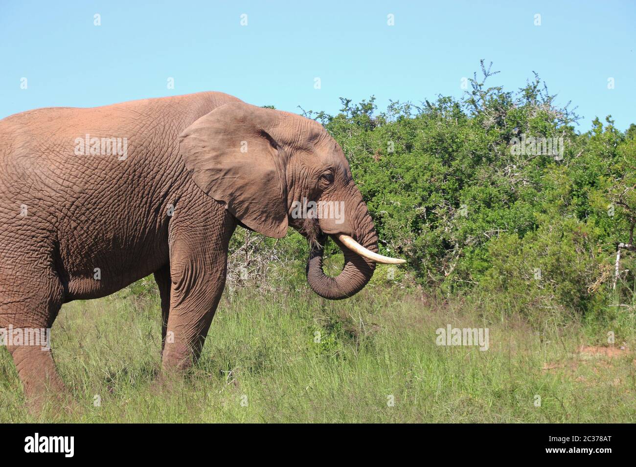 Elephant eating hay hi-res stock photography and images - Alamy