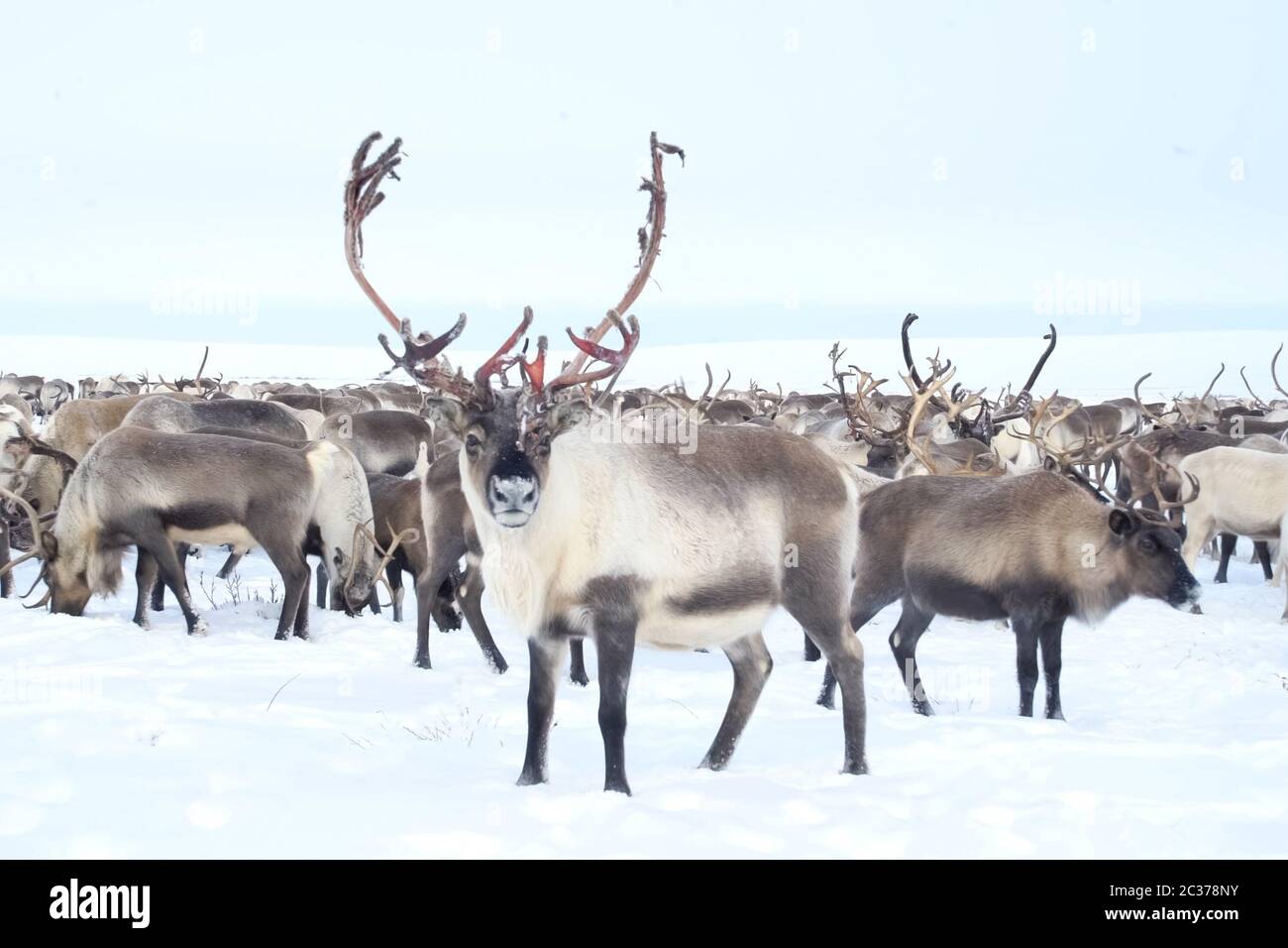 Herd of reindeers in tundra landscape hi-res stock photography and ...