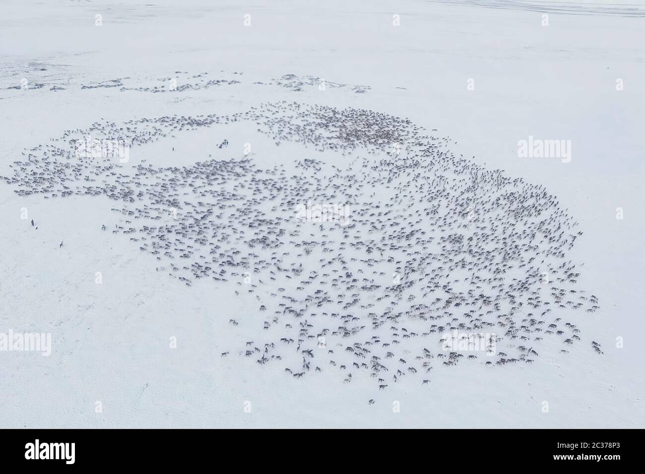 Herd of reindeer top view. Reindeer in the sima tundra in the snow ...
