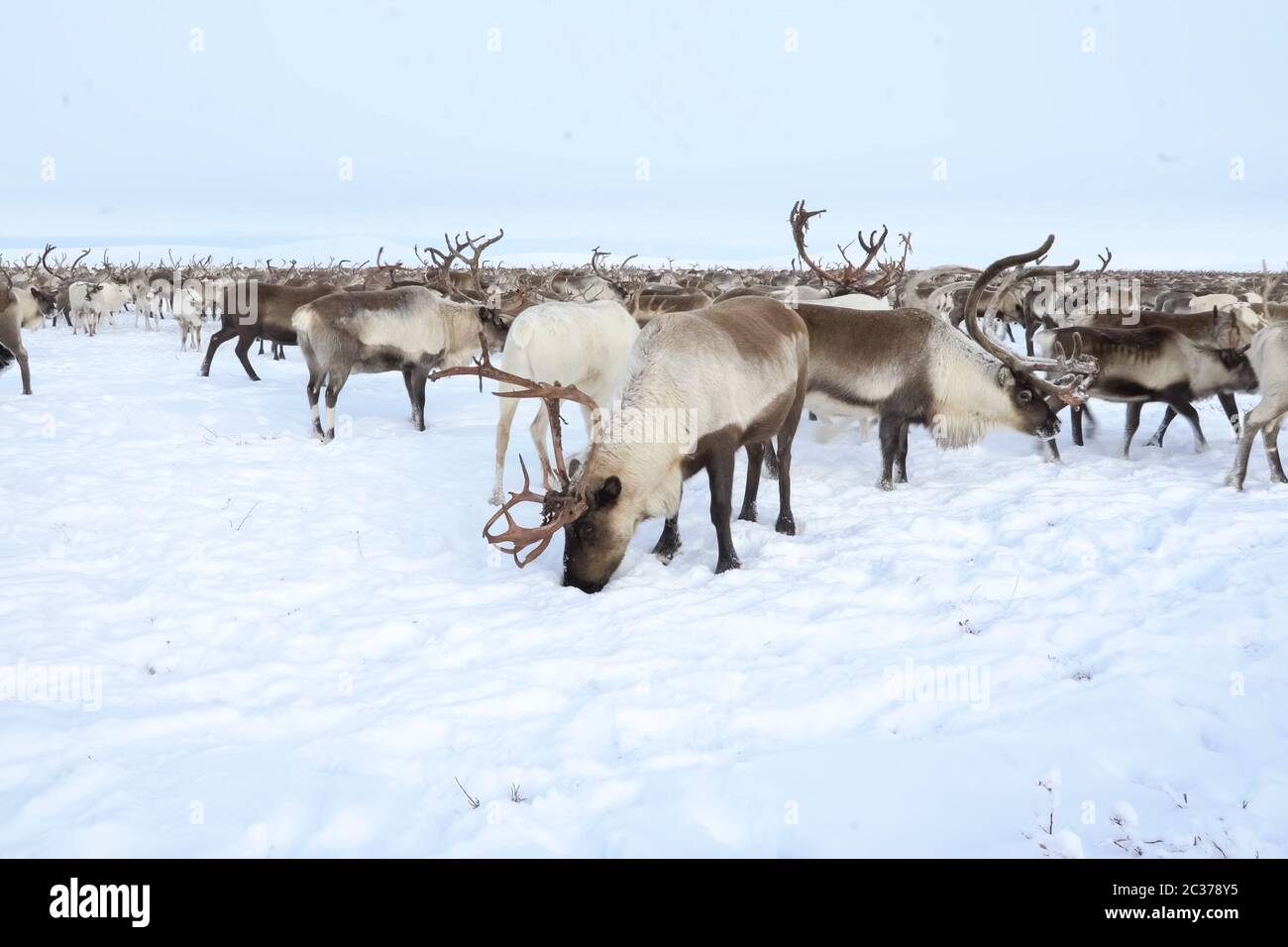 Herd of reindeers in tundra landscape hi-res stock photography and ...