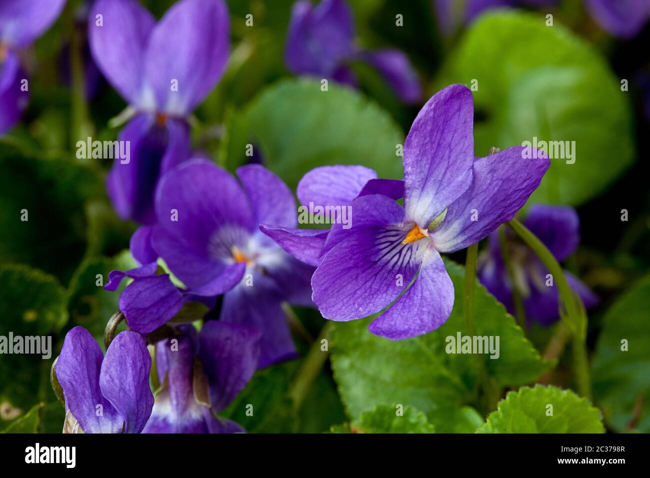 close up of lovely little violet flowers, a traditional early spring ...