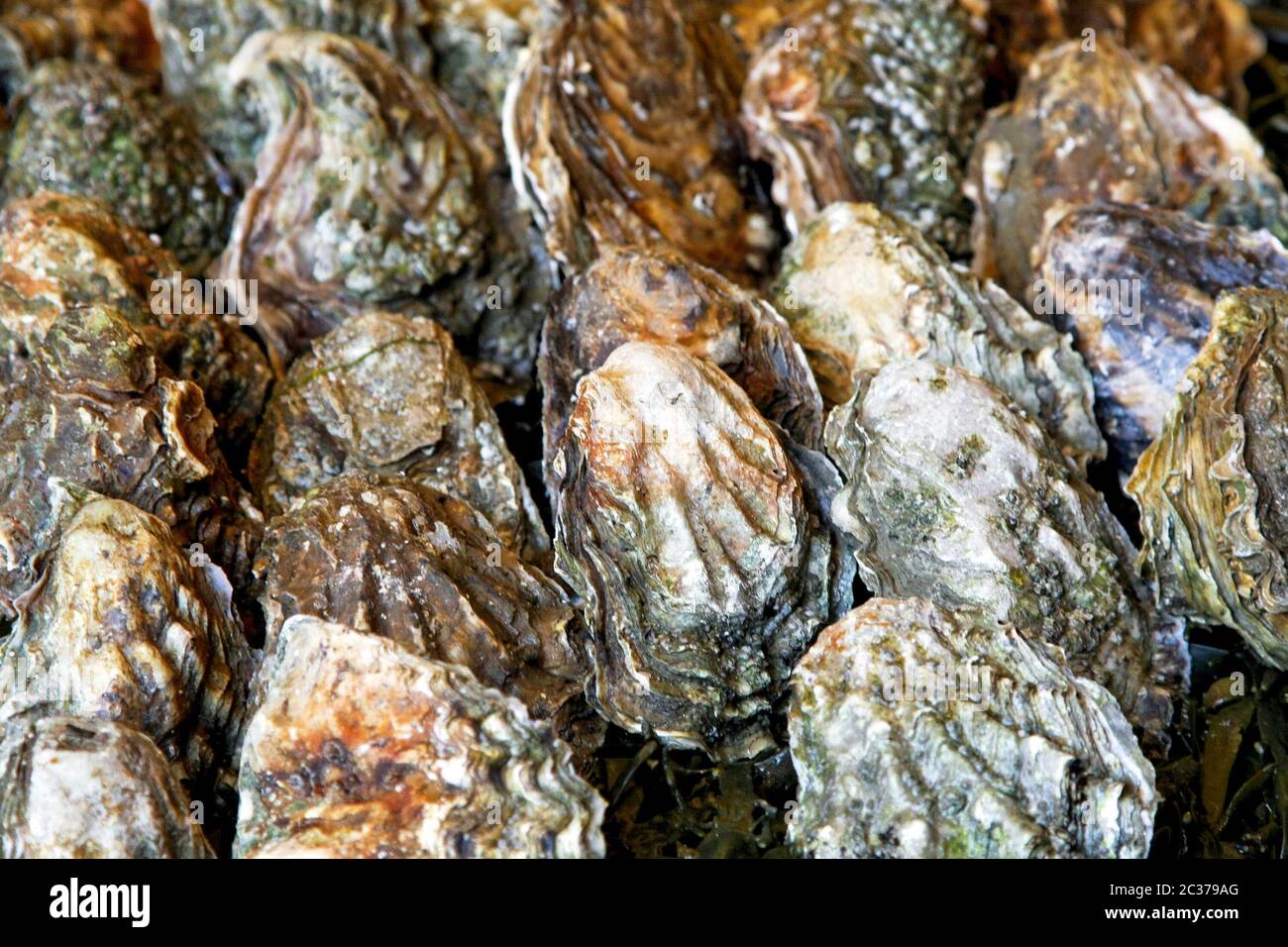 Bunch of big fresh oyster sea shells Stock Photo - Alamy