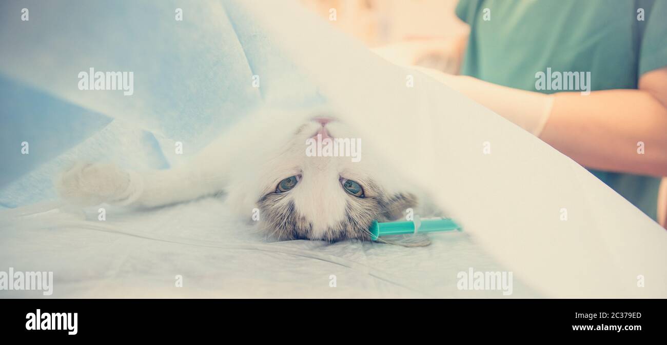 cat on surgical table in veterinary hospital in time surgery Stock ...