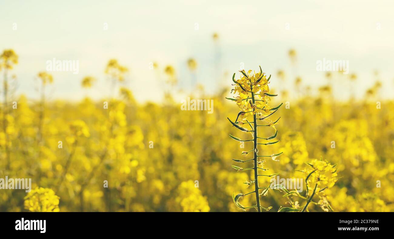 Yellow field in summer, mustard blooms. Selective focus. nature Stock ...