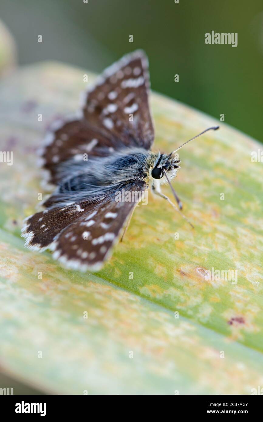Steppe insects hi-res stock photography and images - Alamy