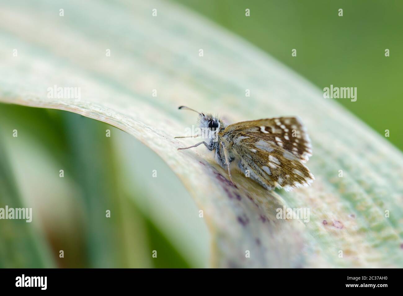 Hungarian skipper hi-res stock photography and images - Alamy