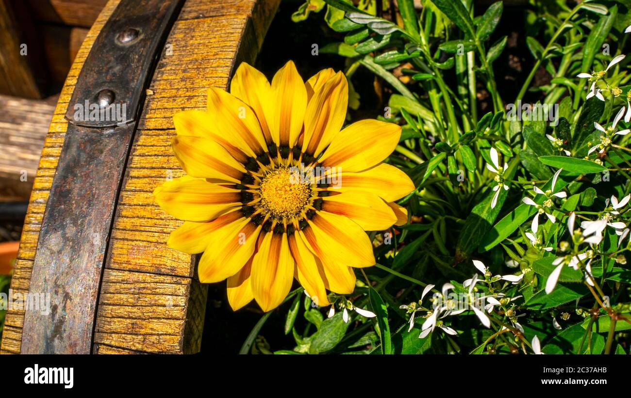Yellow treasure flower hi-res stock photography and images - Alamy