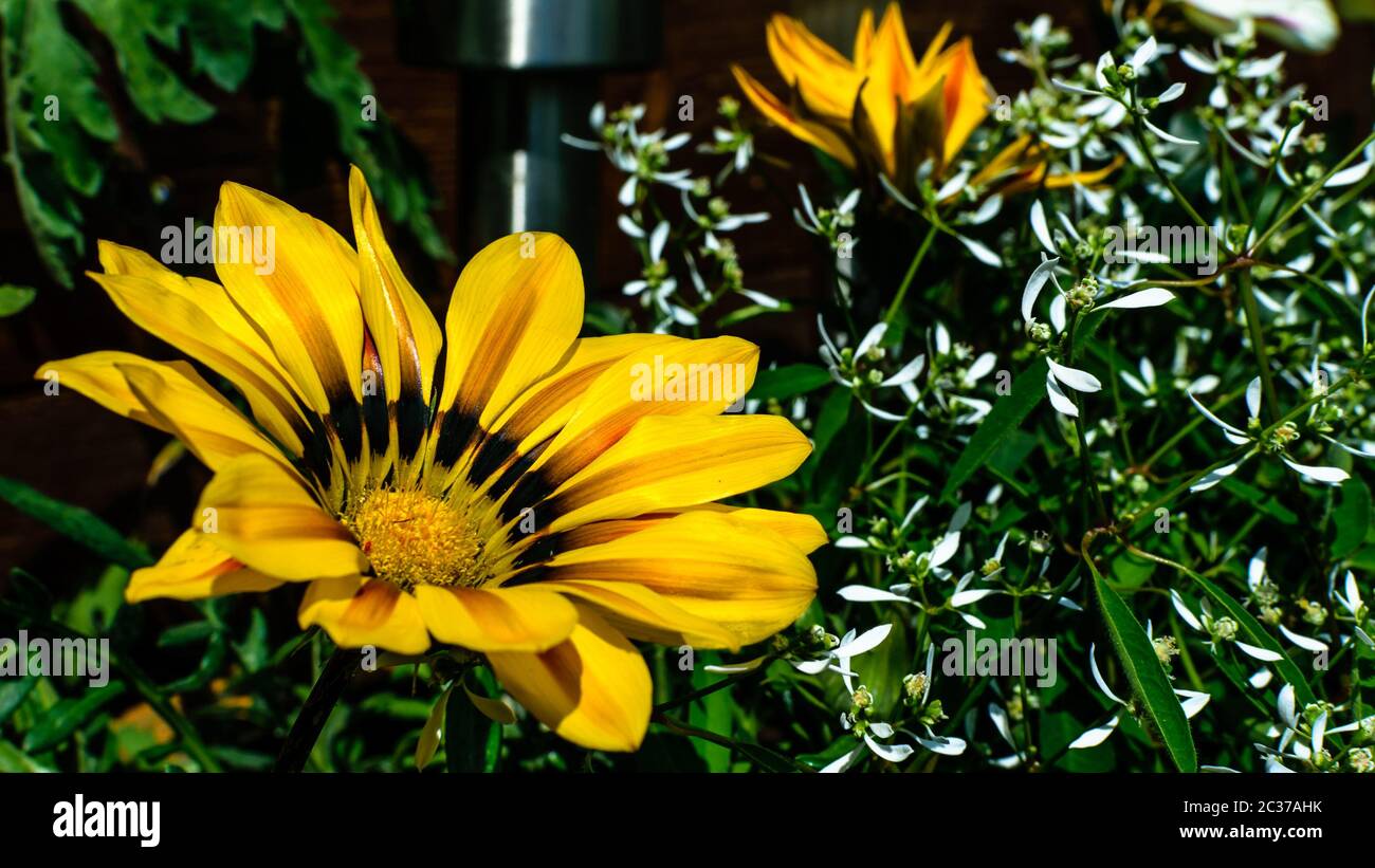 Yellow treasure flower hi-res stock photography and images - Alamy