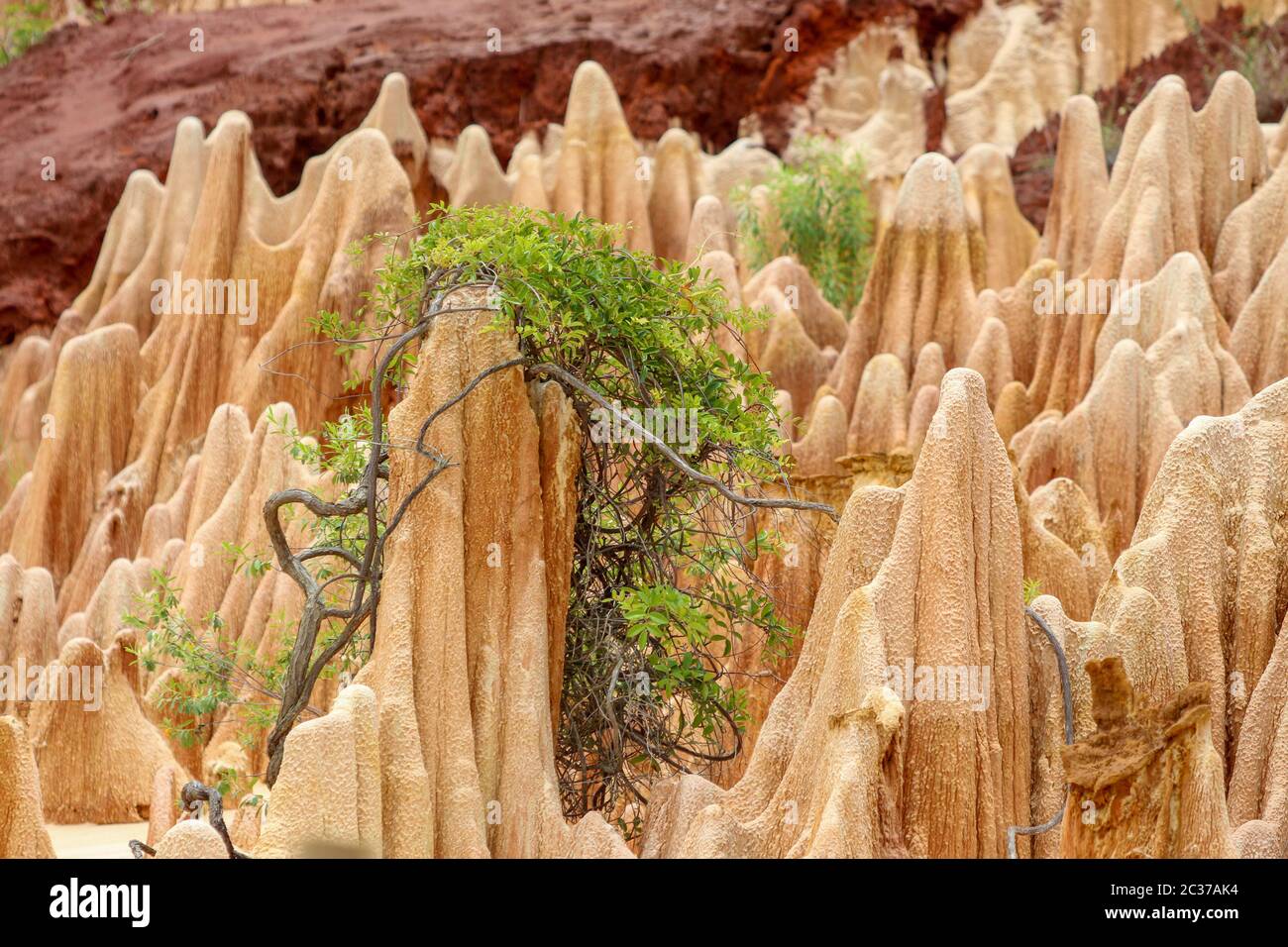 Red sandstone formations and needles (Tsingys) in Tsingy Rouge Park in ...