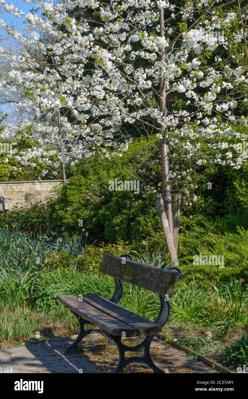 A park bench with an apple tree behind it with white flowers, tall ...