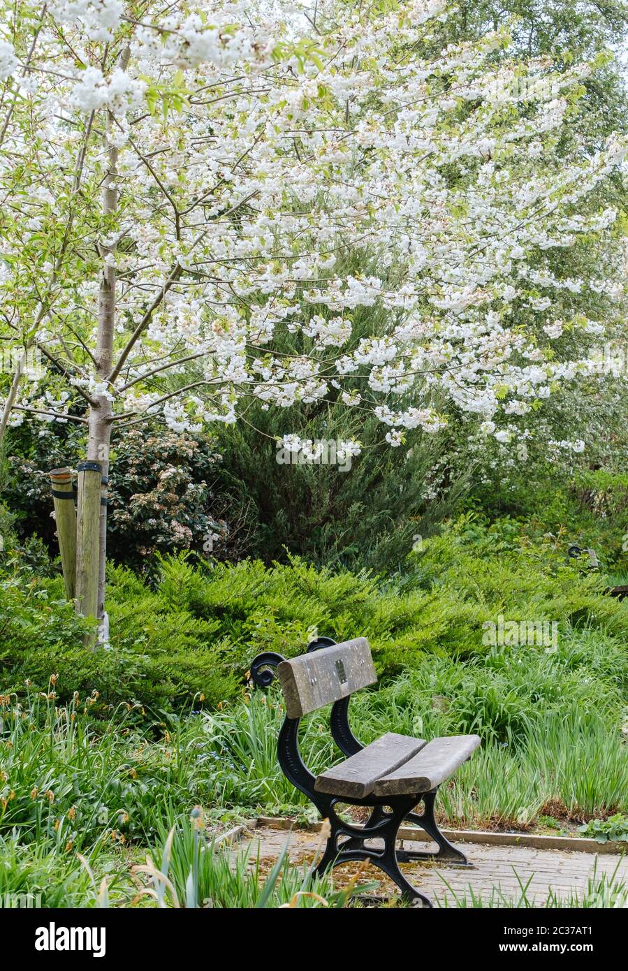 A park bench with an apple tree behind it with white flowers, tall ...