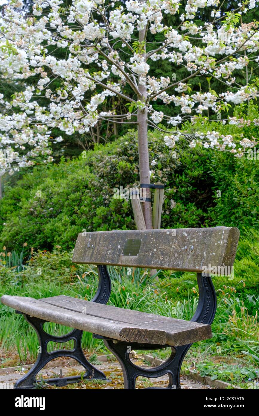 A park bench with an apple tree behind it with white flowers, tall ...