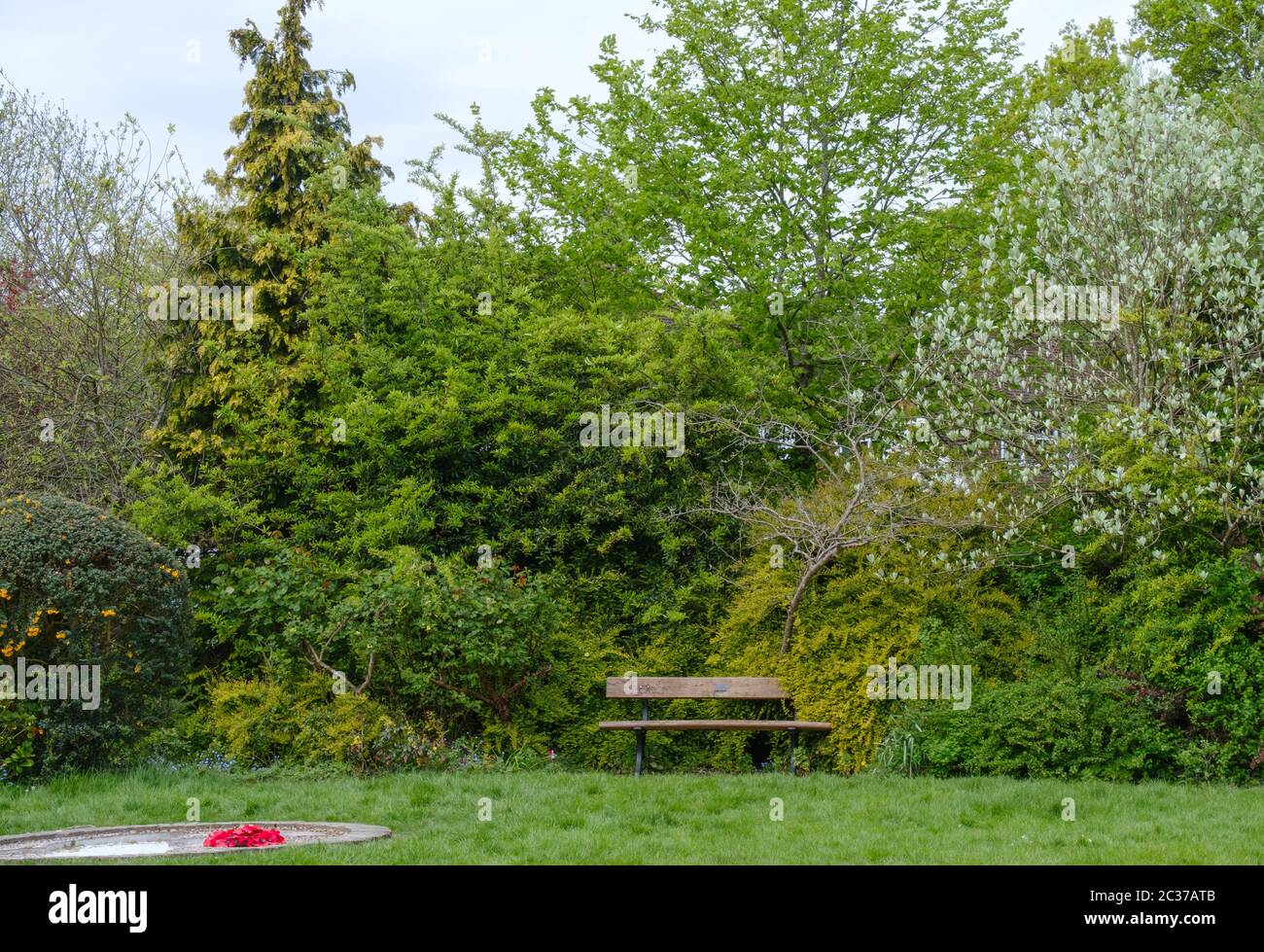 Park bench with tall trees behind & peace memorial with Remembrance Day ...