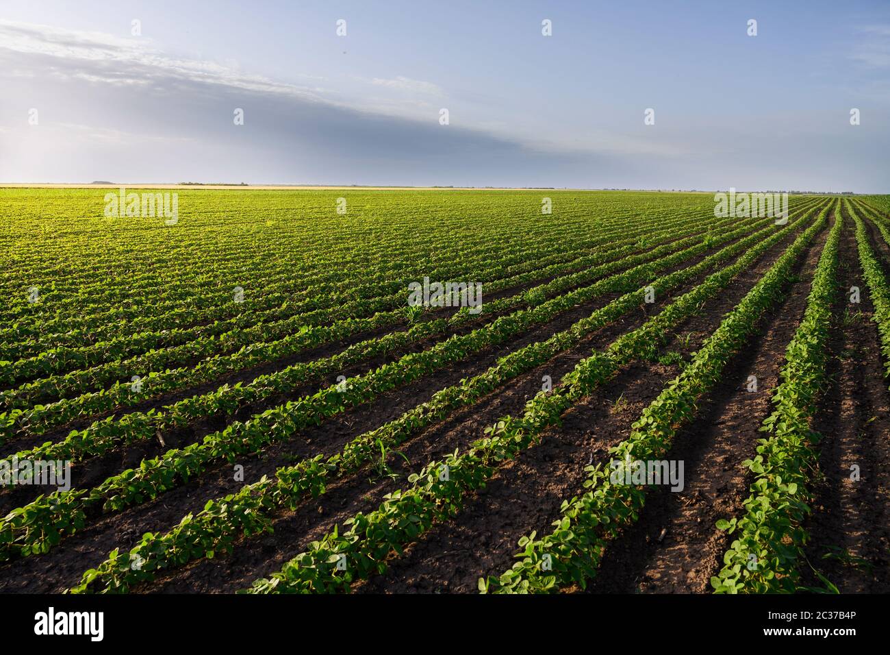 Open soybean field at sunset.Soybean field Stock Photo - Alamy