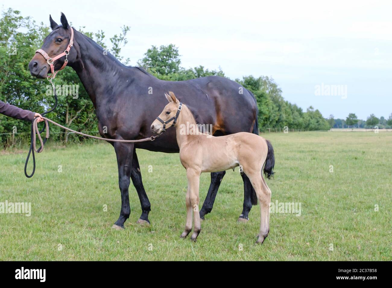 A little yellow stallion foal, standing next to the mother, during the ...