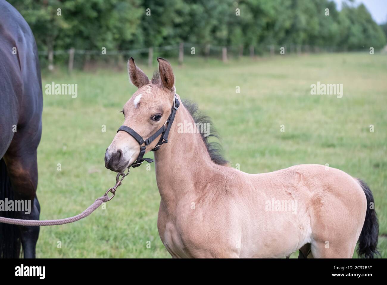 Close-up of a little brown foal,horse standing next to the mother ...