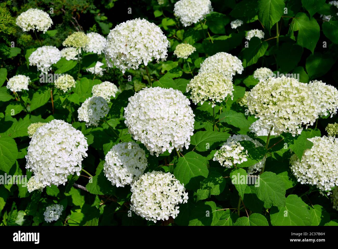smooth hydrangea, wild hydrangea, or sevenbark, Wald-Hortensie ...