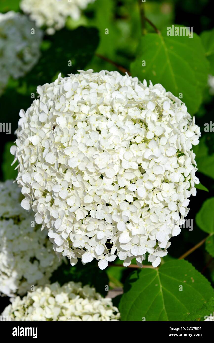 smooth hydrangea, wild hydrangea, or sevenbark, Wald-Hortensie ...