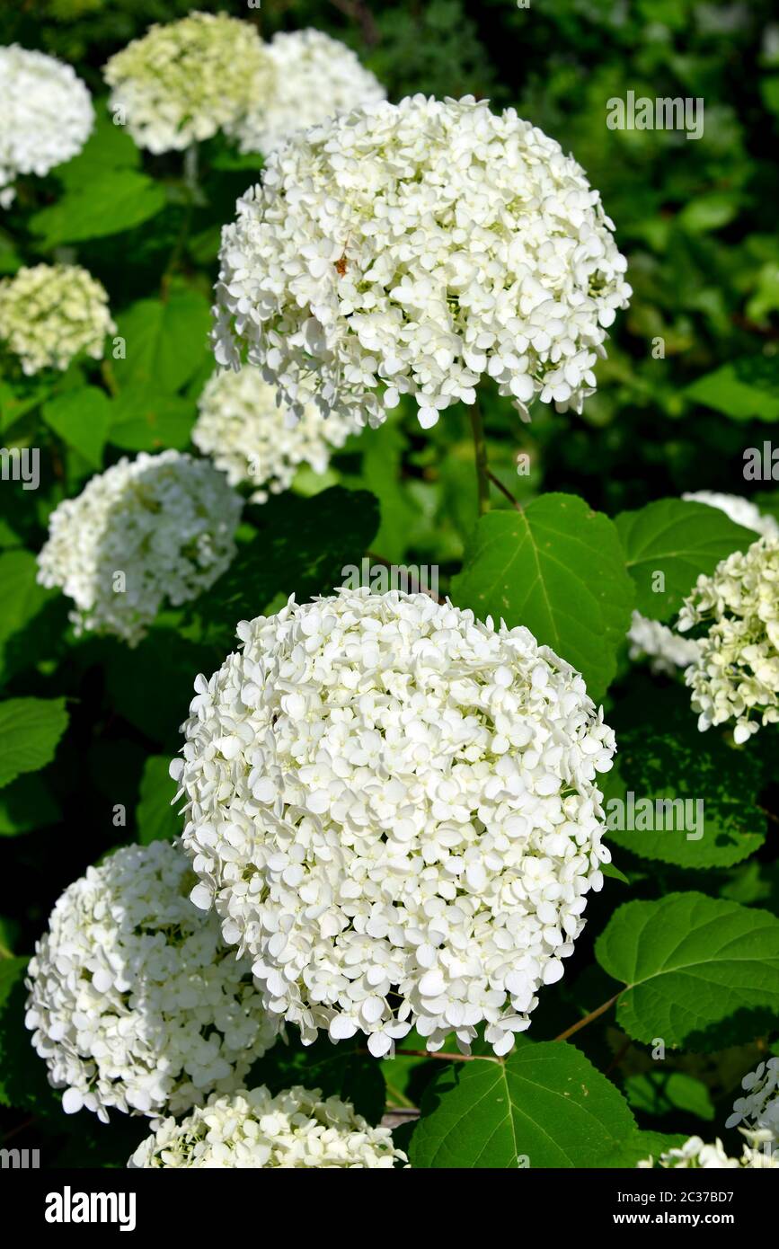 smooth hydrangea, wild hydrangea, or sevenbark, Wald-Hortensie ...