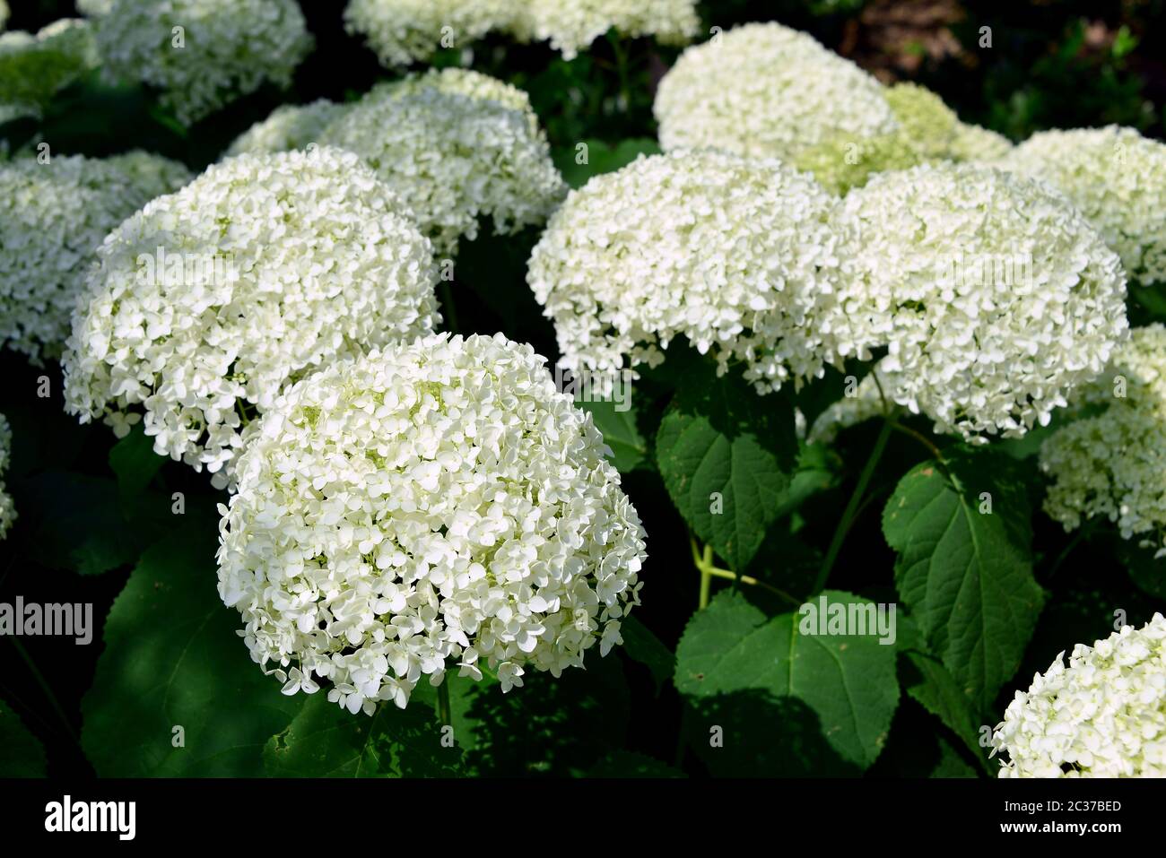 smooth hydrangea, wild hydrangea, or sevenbark, Wald-Hortensie ...