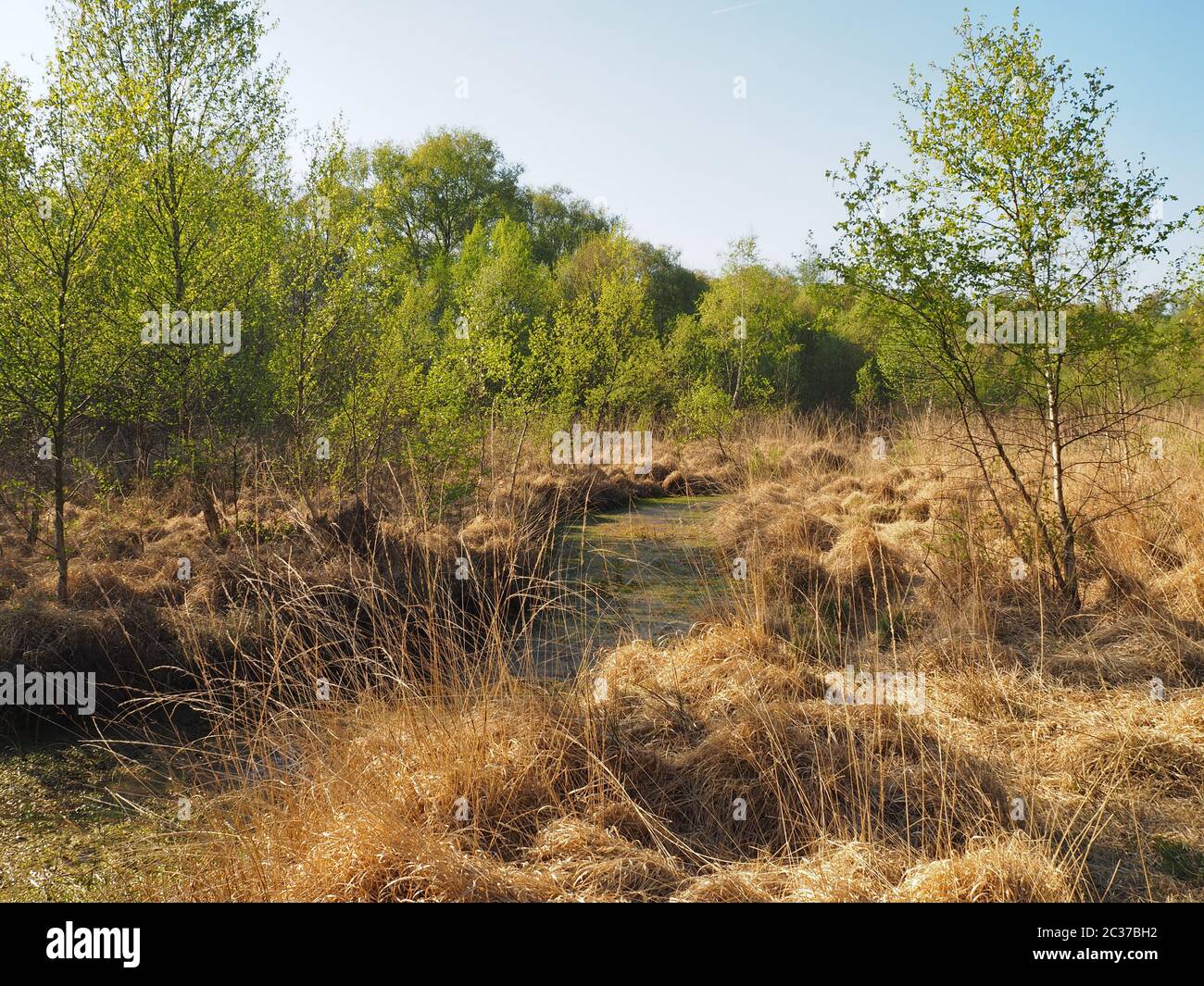Moat in the Bog Stock Photo - Alamy