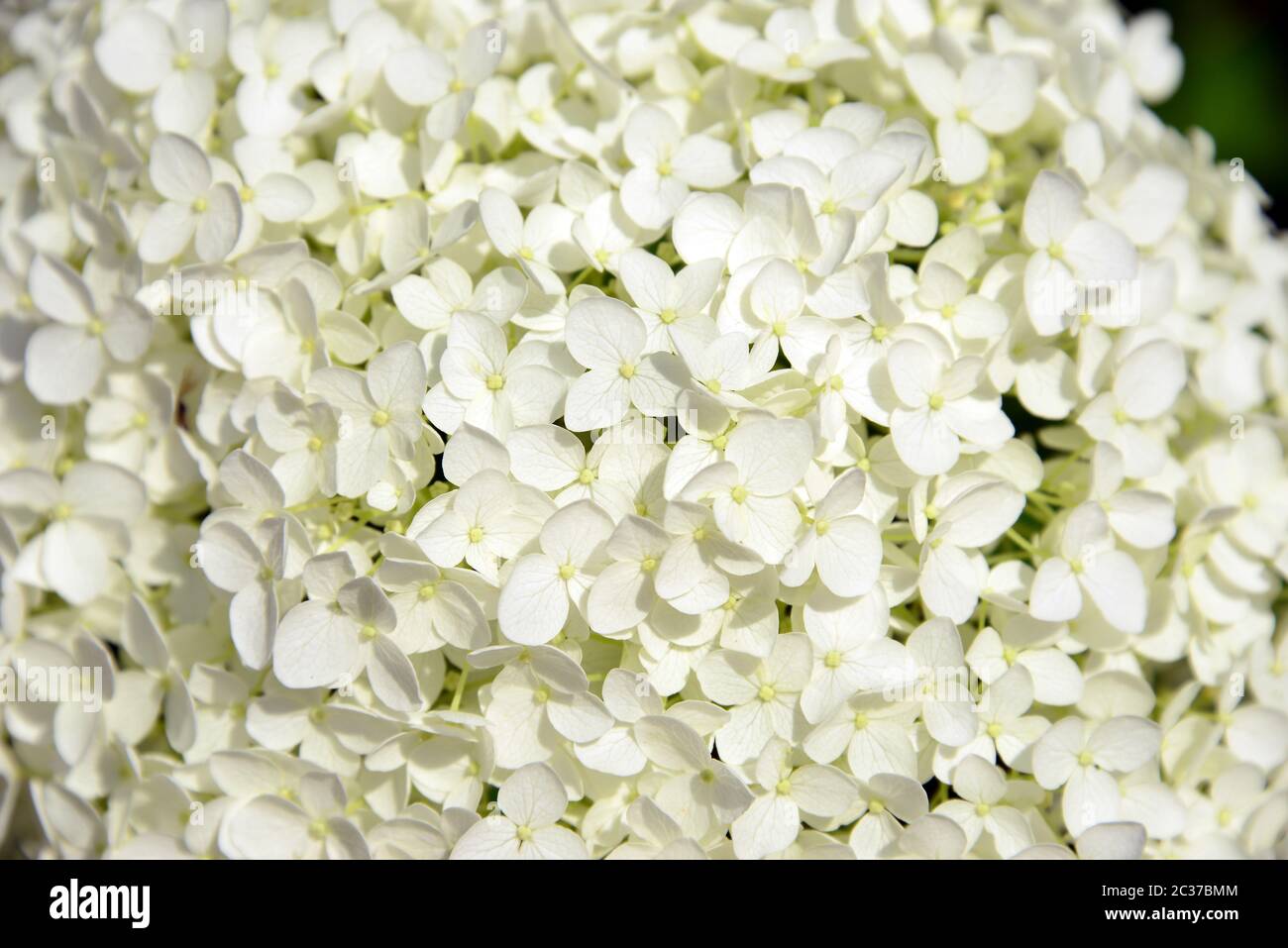 smooth hydrangea, wild hydrangea, or sevenbark, Wald-Hortensie ...