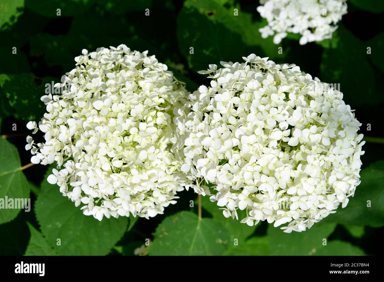 smooth hydrangea, wild hydrangea, or sevenbark, Wald-Hortensie ...