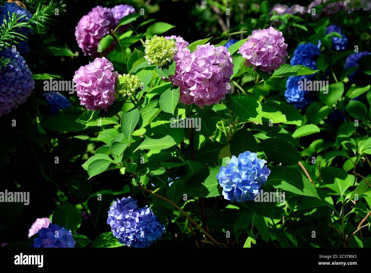 bigleaf hydrangea, French hydrangea, lacecap hydrangea, mophead hydrangea, penny mac ...