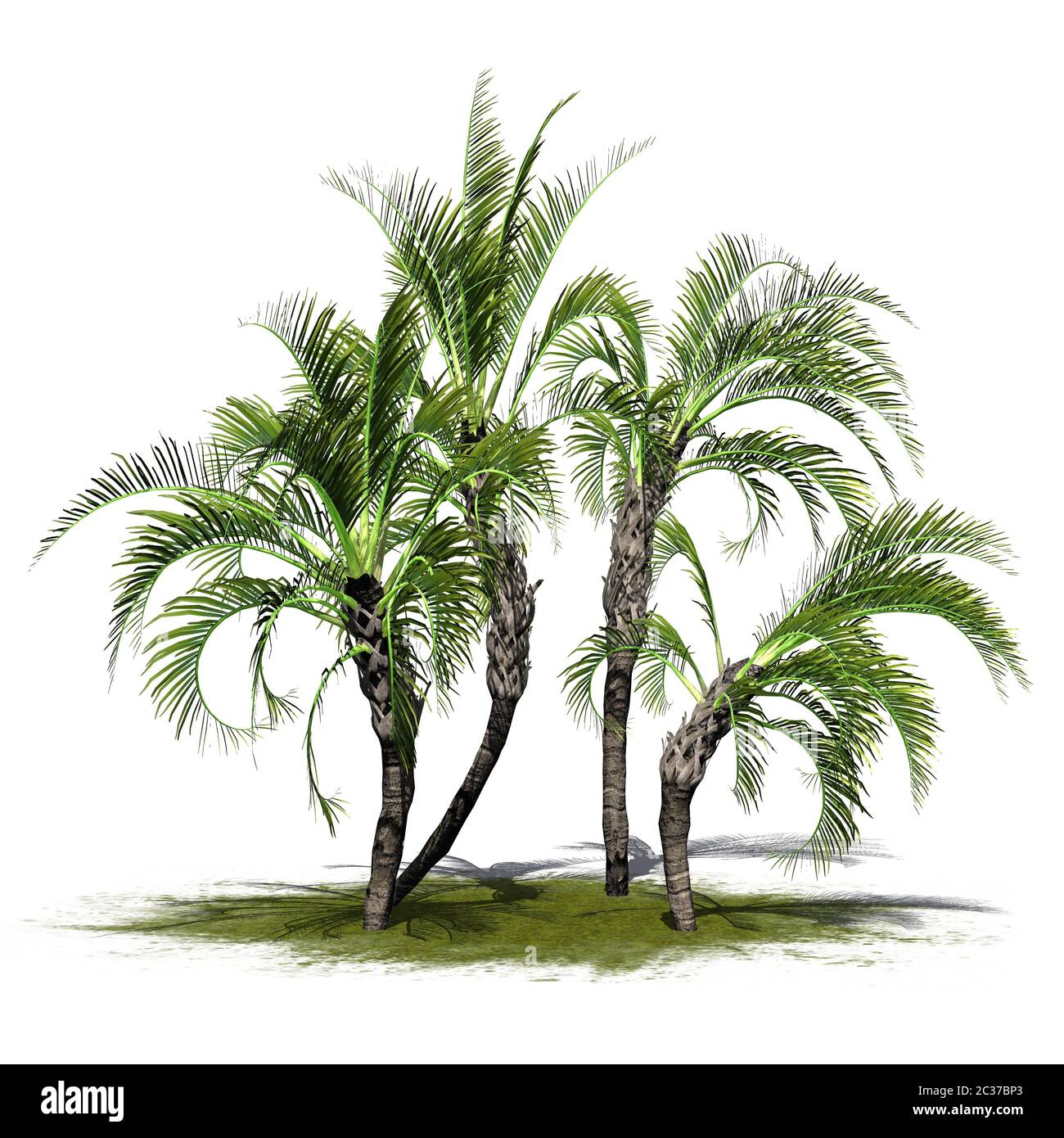 Lush green palms on beach hi-res stock photography and images - Alamy