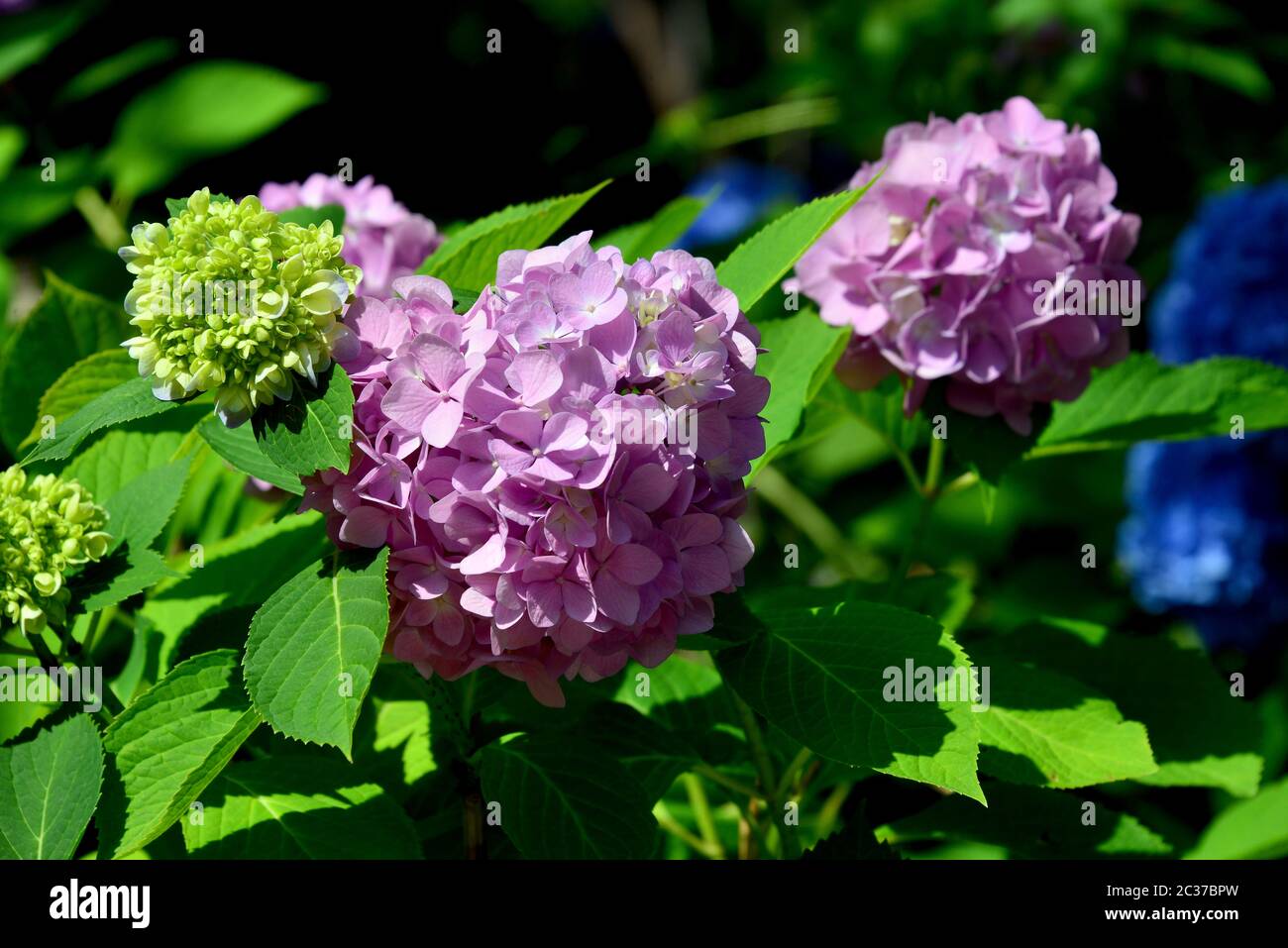 bigleaf hydrangea, French hydrangea, lacecap hydrangea, mophead hydrangea, penny mac ...