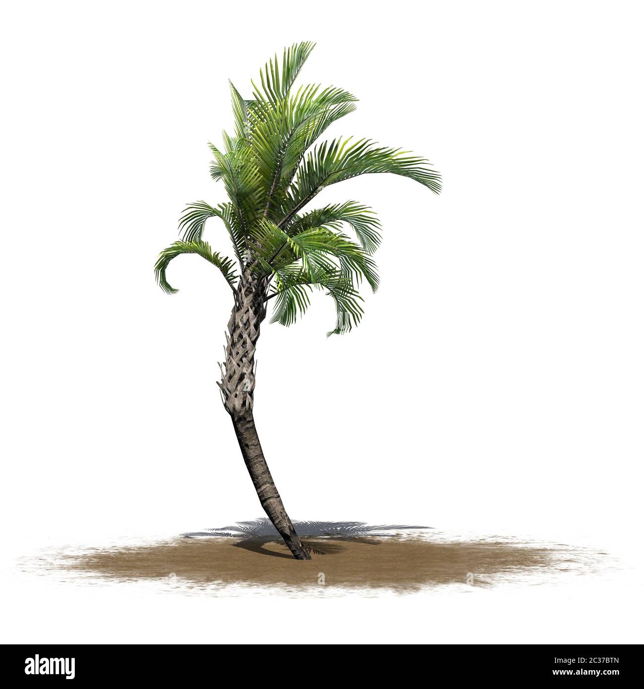 Curly Palm on a sand area Stock Photo - Alamy