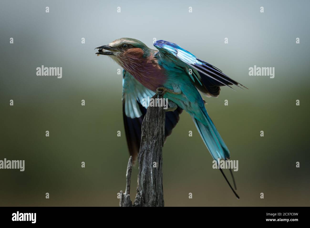 Lilac-breasted roller fluttering its wings carrying insect Stock Photo ...