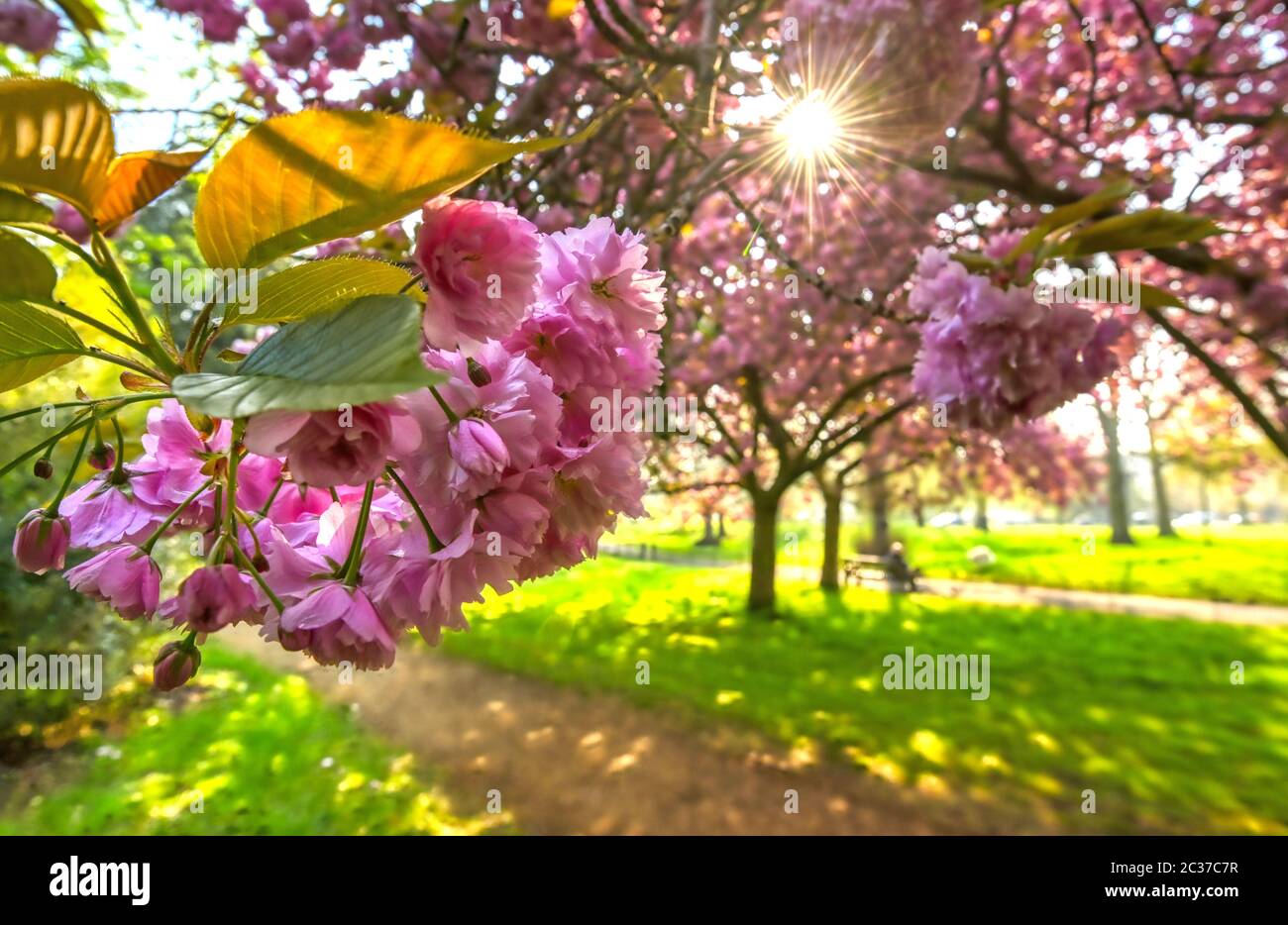 Hyde park london spring hi-res stock photography and images - Alamy