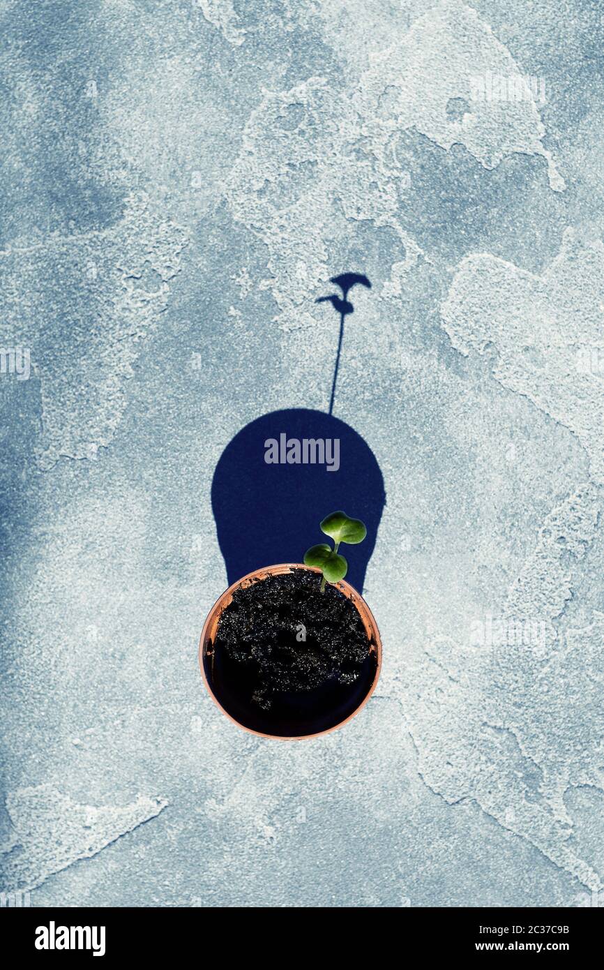 Green sprout growing from seed top view hard light strong shadow Stock ...
