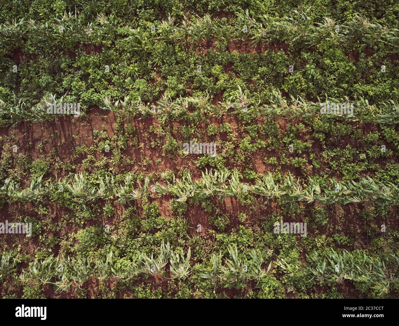 Row of green corn plants above top view Stock Photo - Alamy