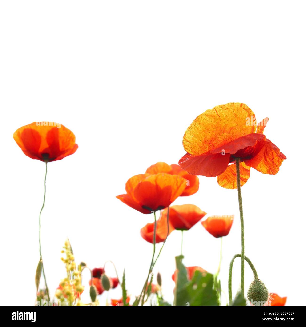 Beautiful red poppies isolated on white background Stock Photo - Alamy