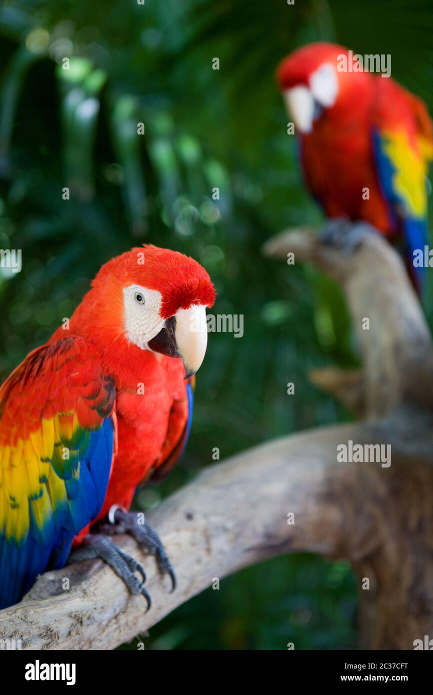 couple of beautiful macaws, on Xcaret, Yucatan, Mexico Stock Photo - Alamy