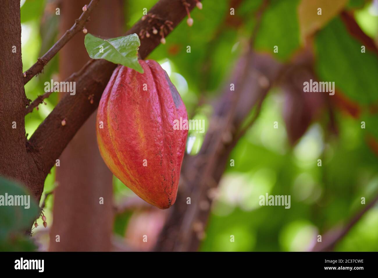 Ripe cacao pod hi-res stock photography and images - Alamy