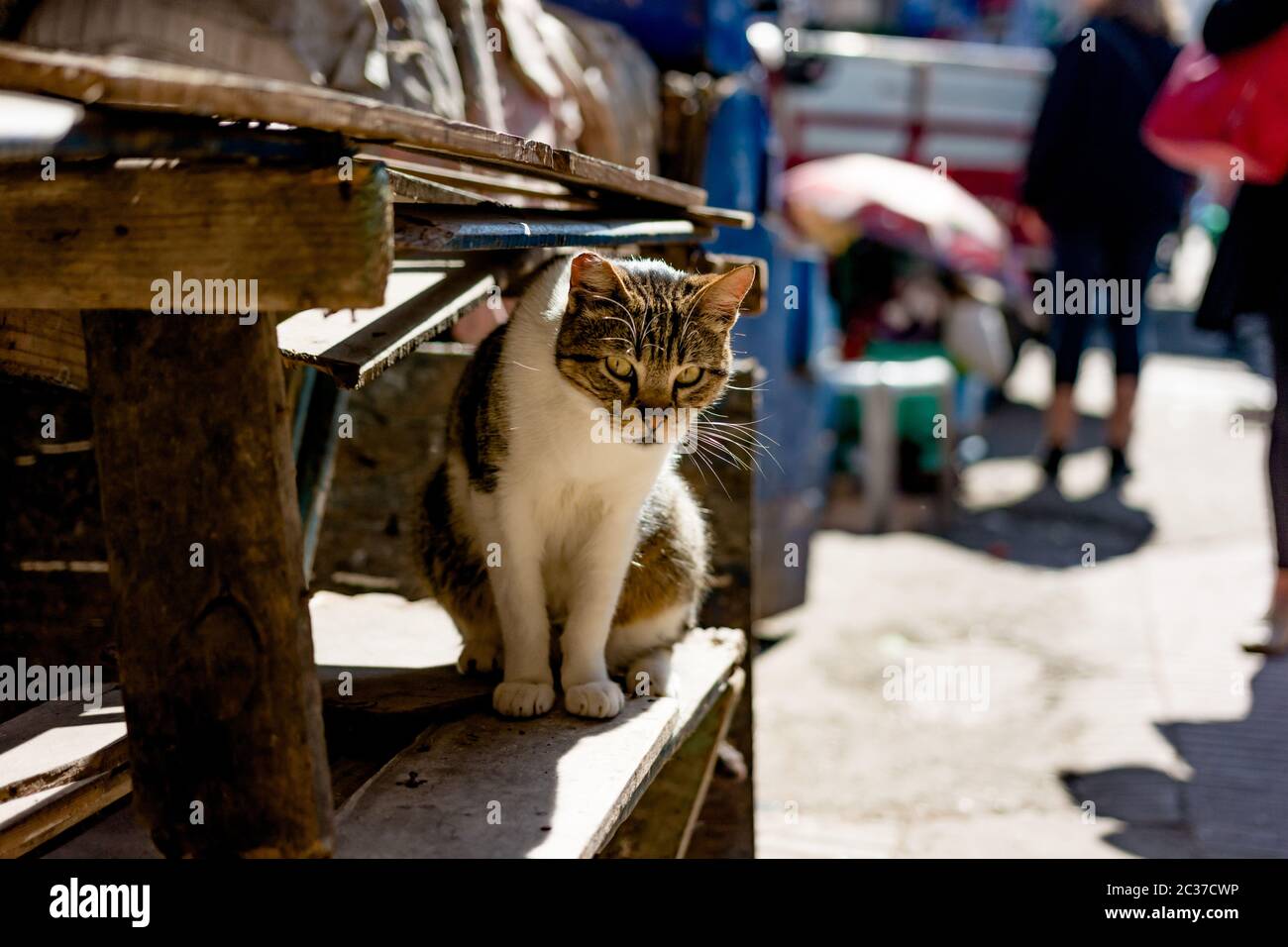 Portrait of a furry striped cat sitting in Marrakech medina souk ...