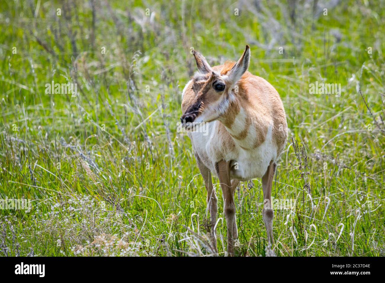 Pronghorn in the field of Custer State Park, South Dakota Stock Photo ...