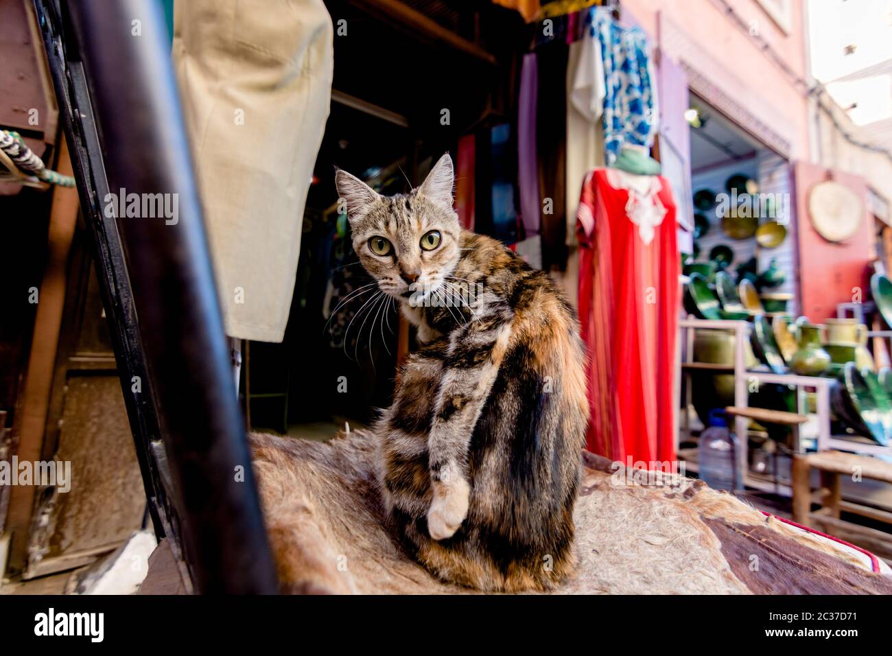 Furry striped cat sitting on oriental rug in Marrakech medina souk ...