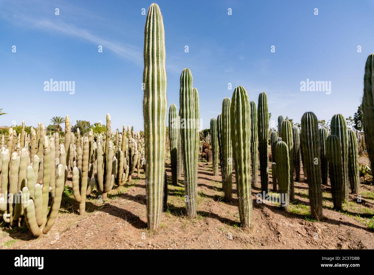 Cacti garden. Green cacti and succulents growing in botanical, tropical ...